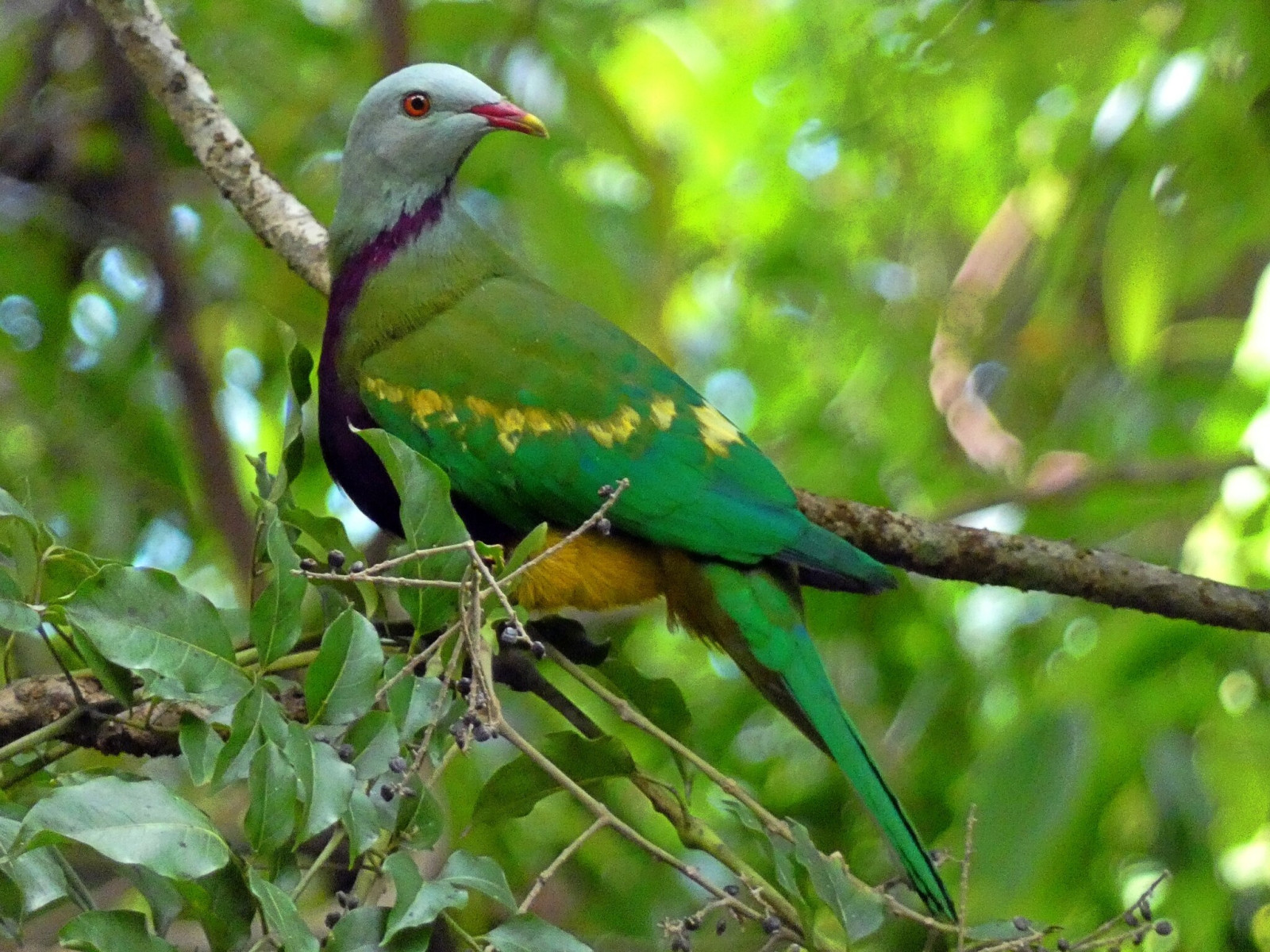 Wompoo Fruit-Dove (Ptilinopus magnificus) | Birdingplaces