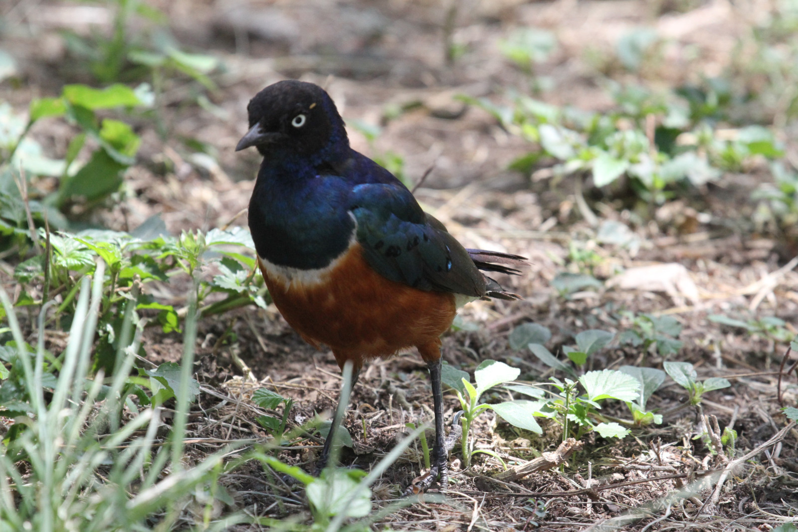 Serengeti National Park - Naabi Hill Gate | Birdingplaces