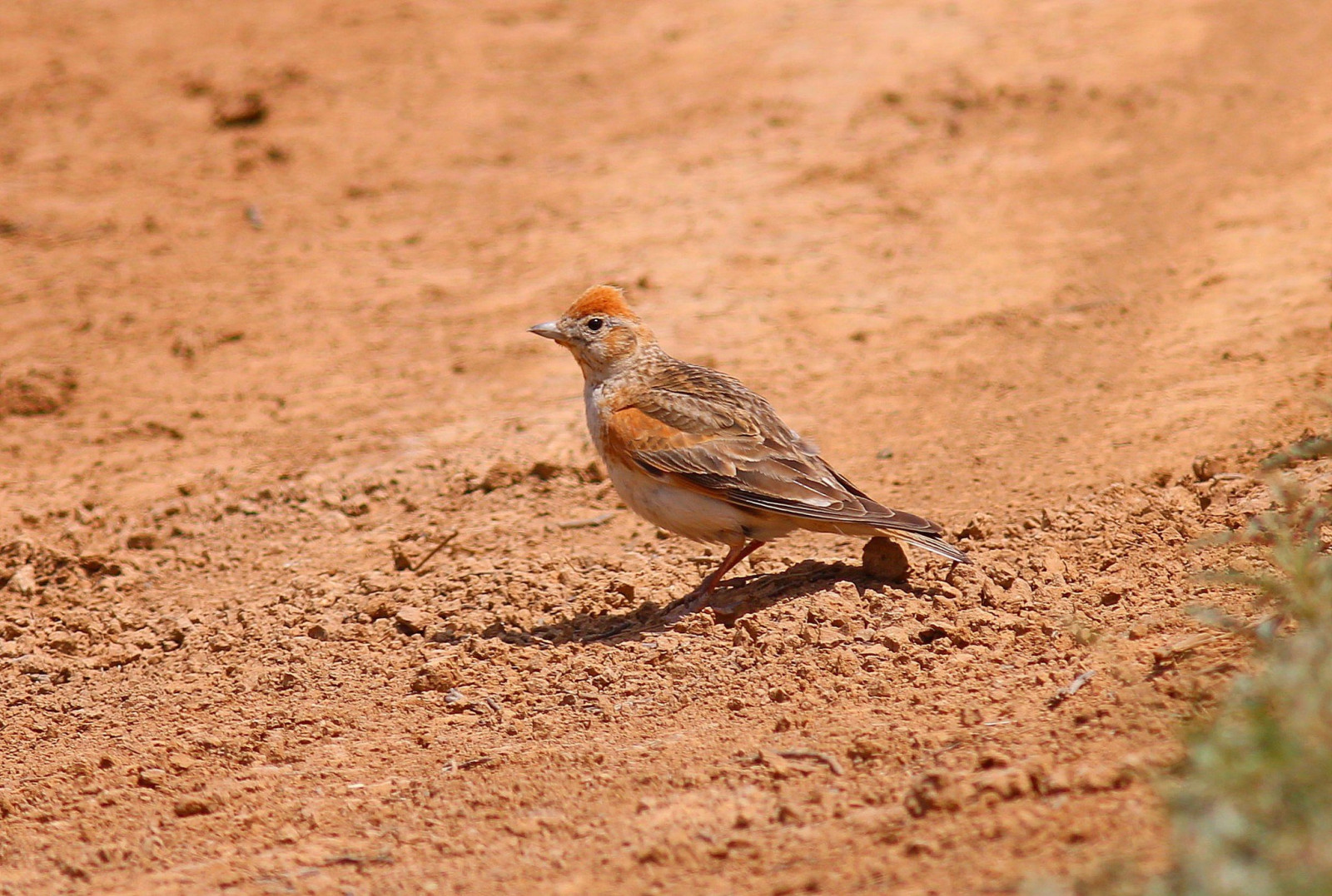 White-winged Lark (Alauda leucoptera) | Birdingplaces