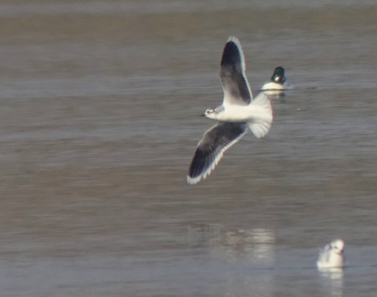 Monikie Country Park | Birdingplaces
