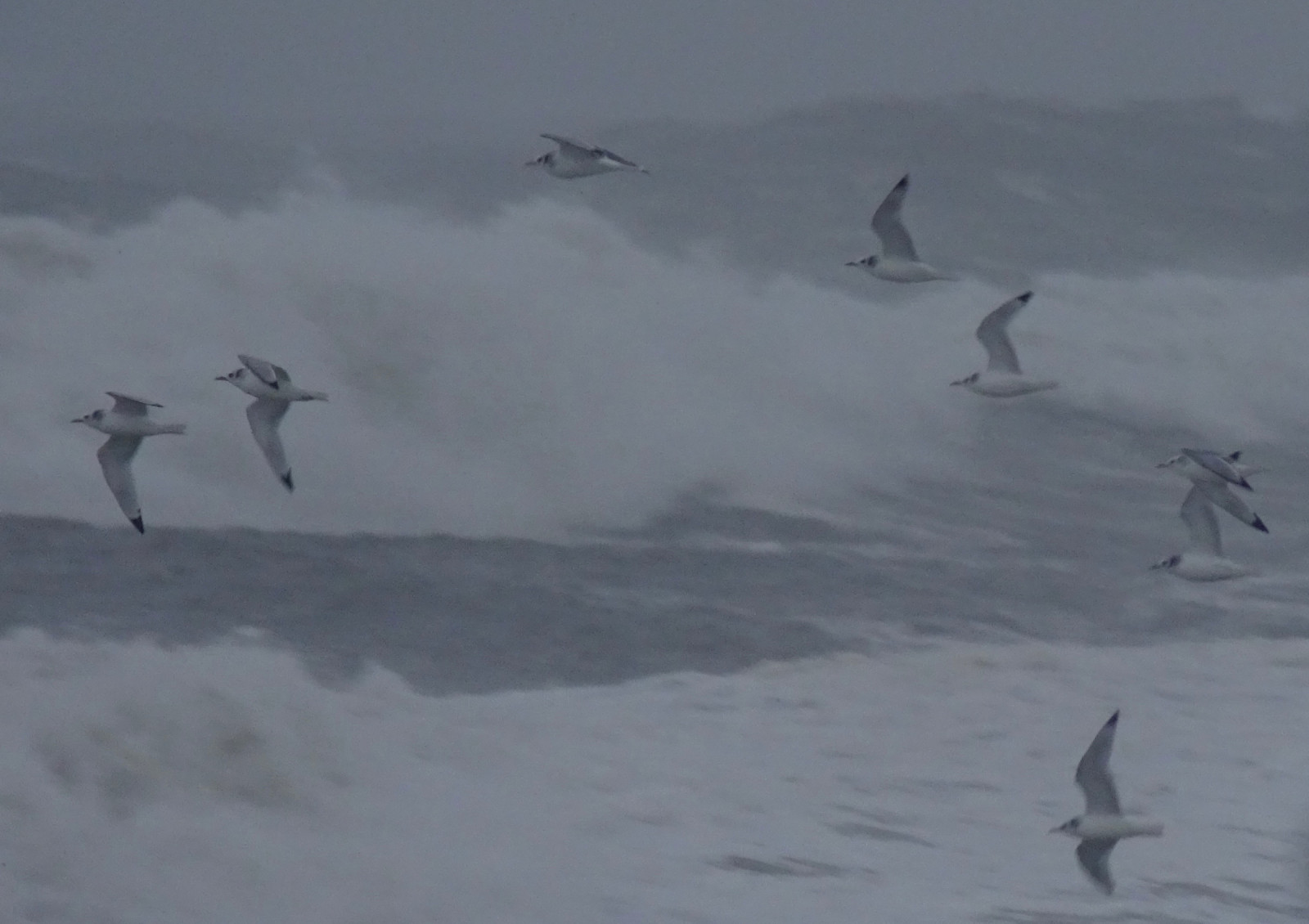 Fishtown of Usan | Birdingplaces