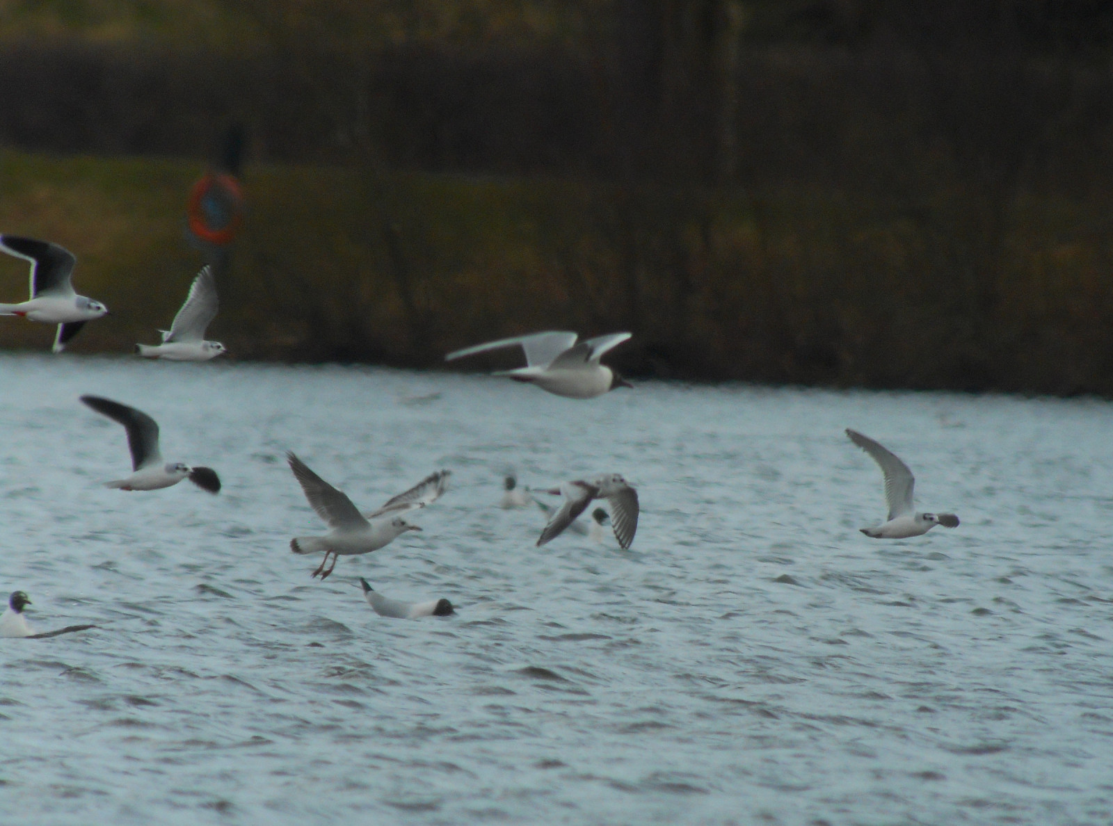 Monikie Country Park | Birdingplaces
