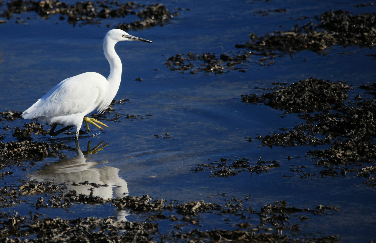 Mutton Island | Birdingplaces