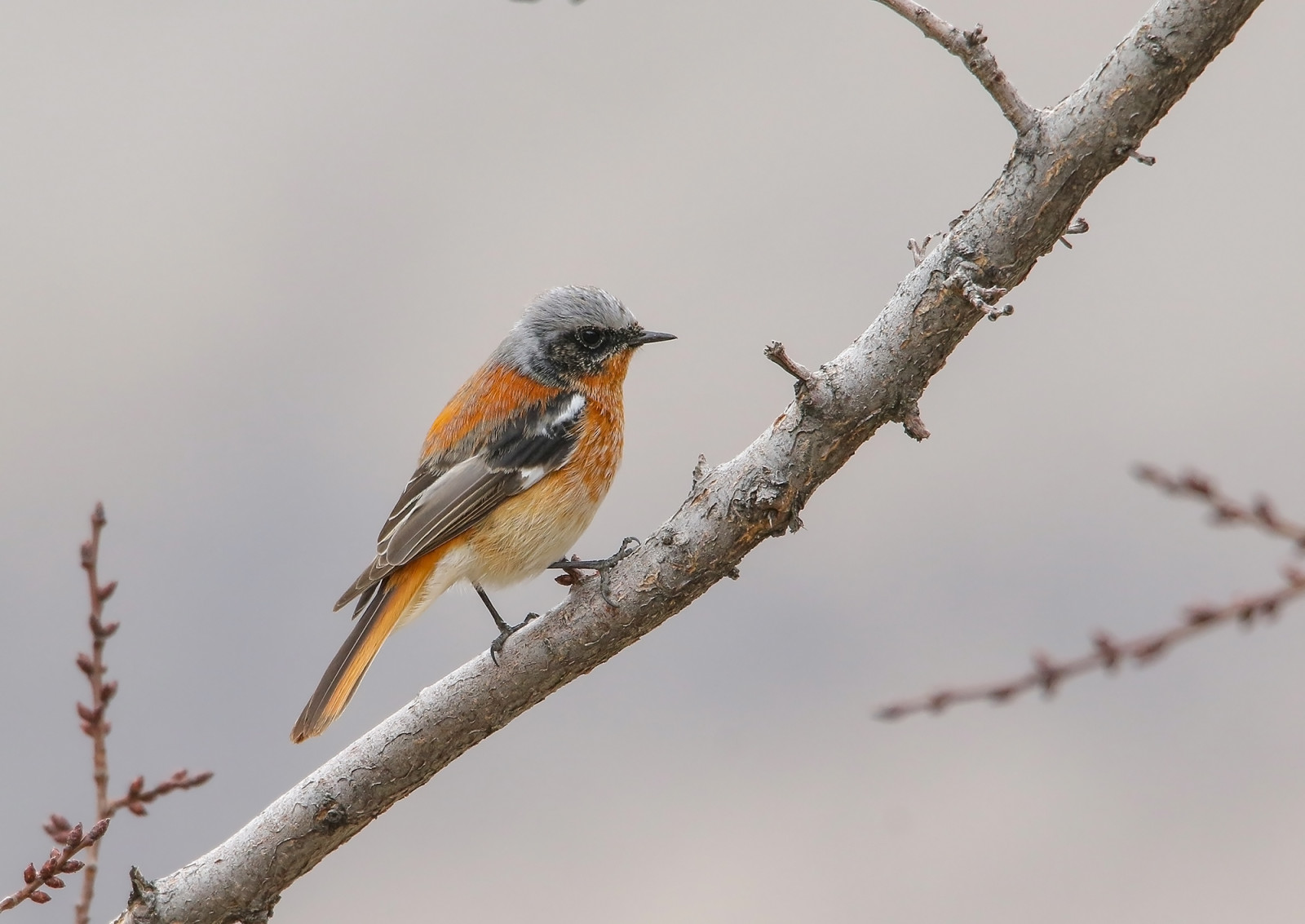 Eversmann's Redstart (Phoenicurus erythronotus) | Birdingplaces