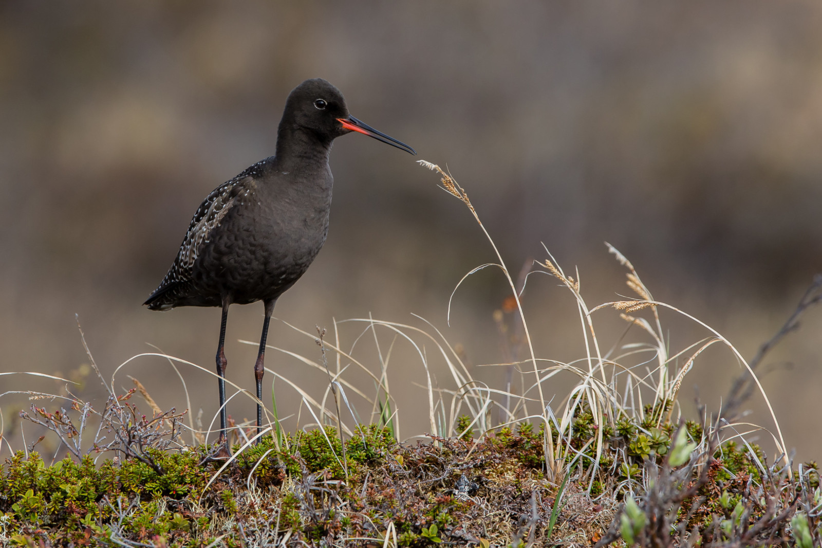 Fremington Quay and Pill | Birdingplaces