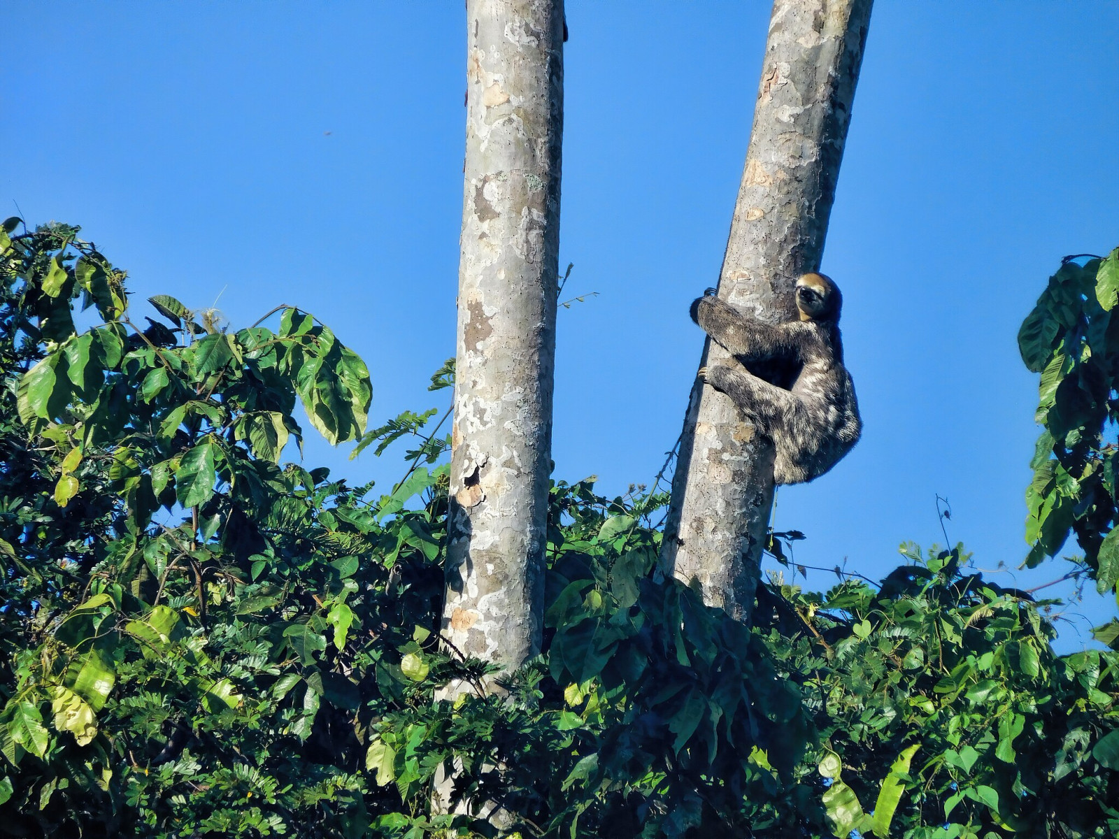 Peperpot Nature Park | Birdingplaces