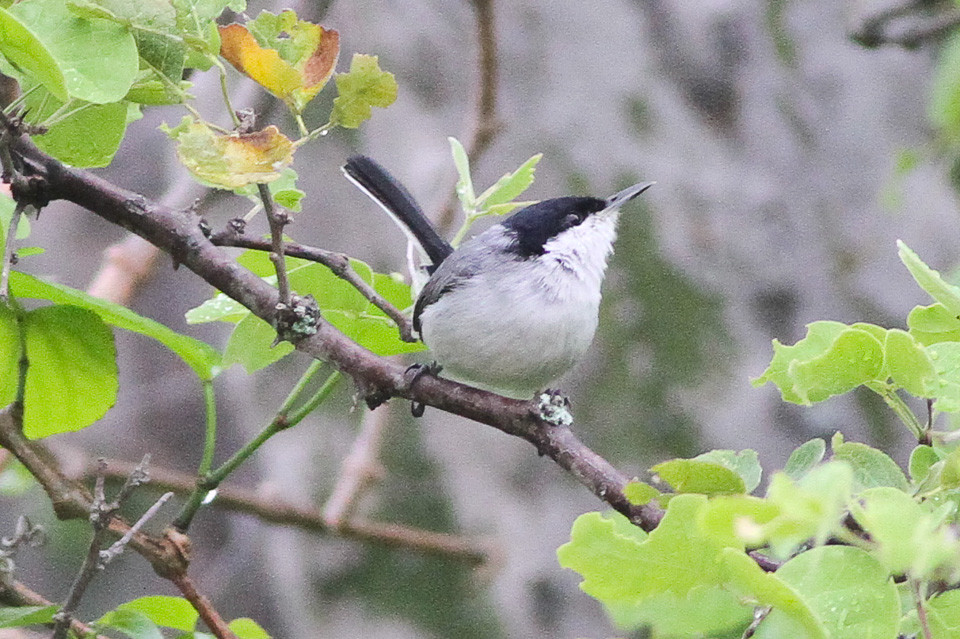 Tropical Gnatcatcher (Polioptila plumbea) | Birdingplaces