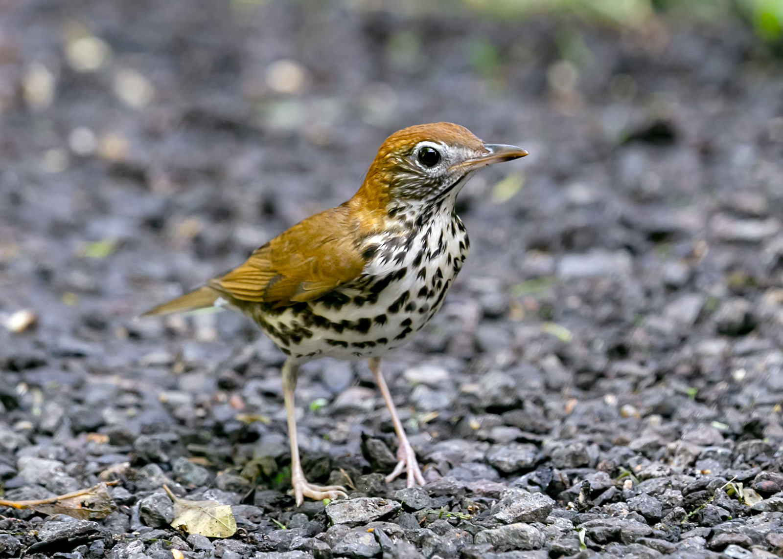 Wood Thrush (Hylocichla mustelina) | Birdingplaces