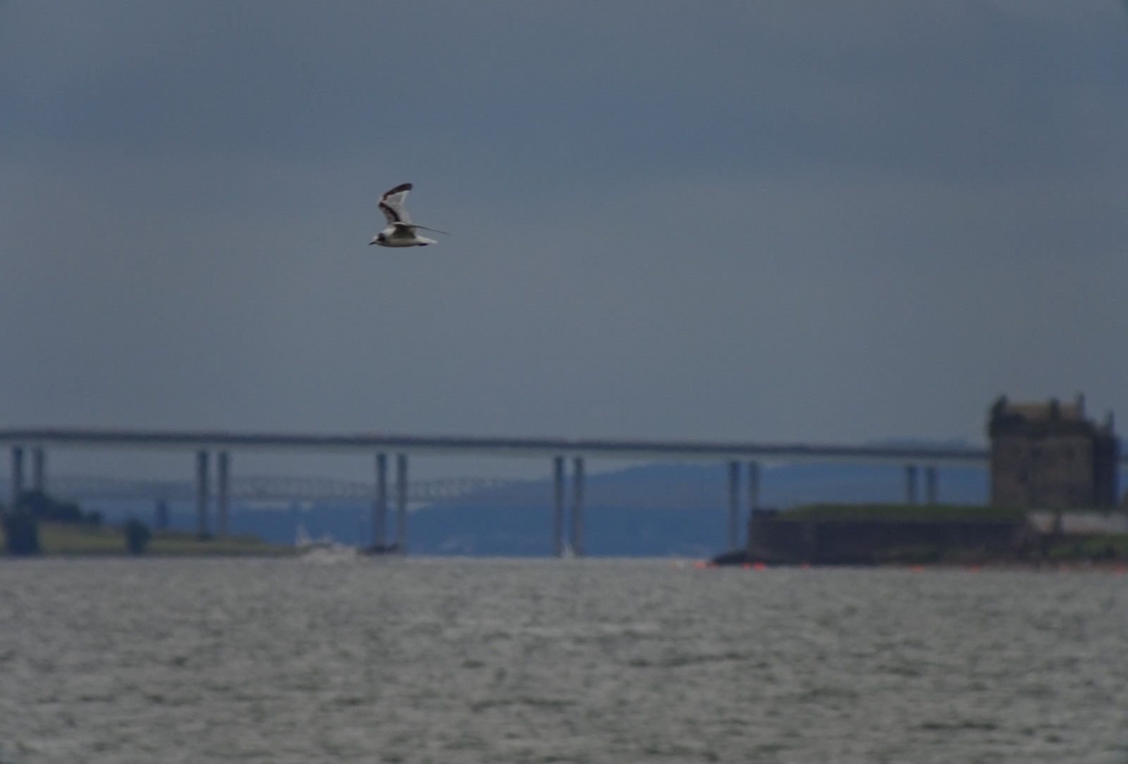 Tay Estuary Dundee | Birdingplaces