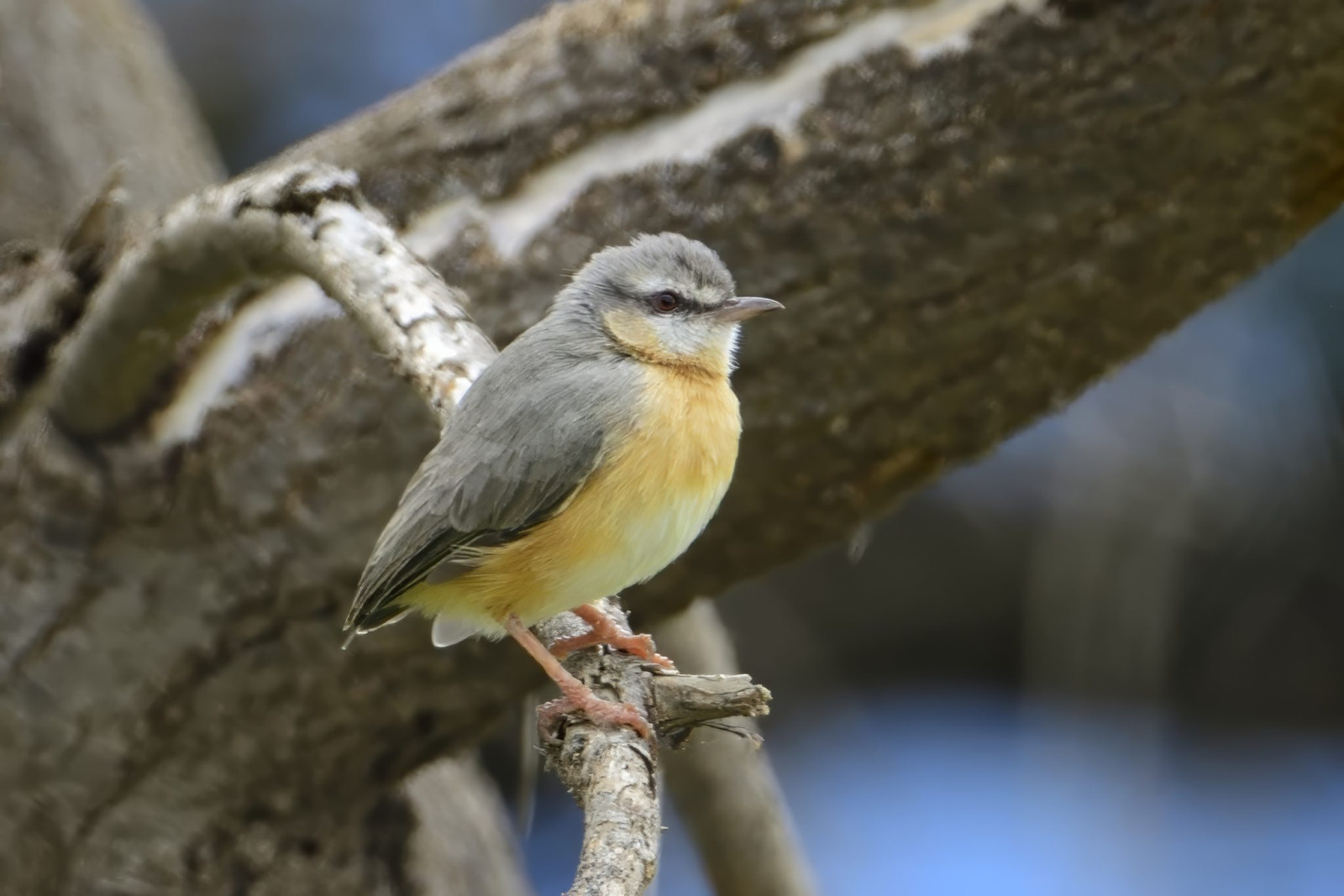 Northern Crombec (Sylvietta brachyura) | Birdingplaces