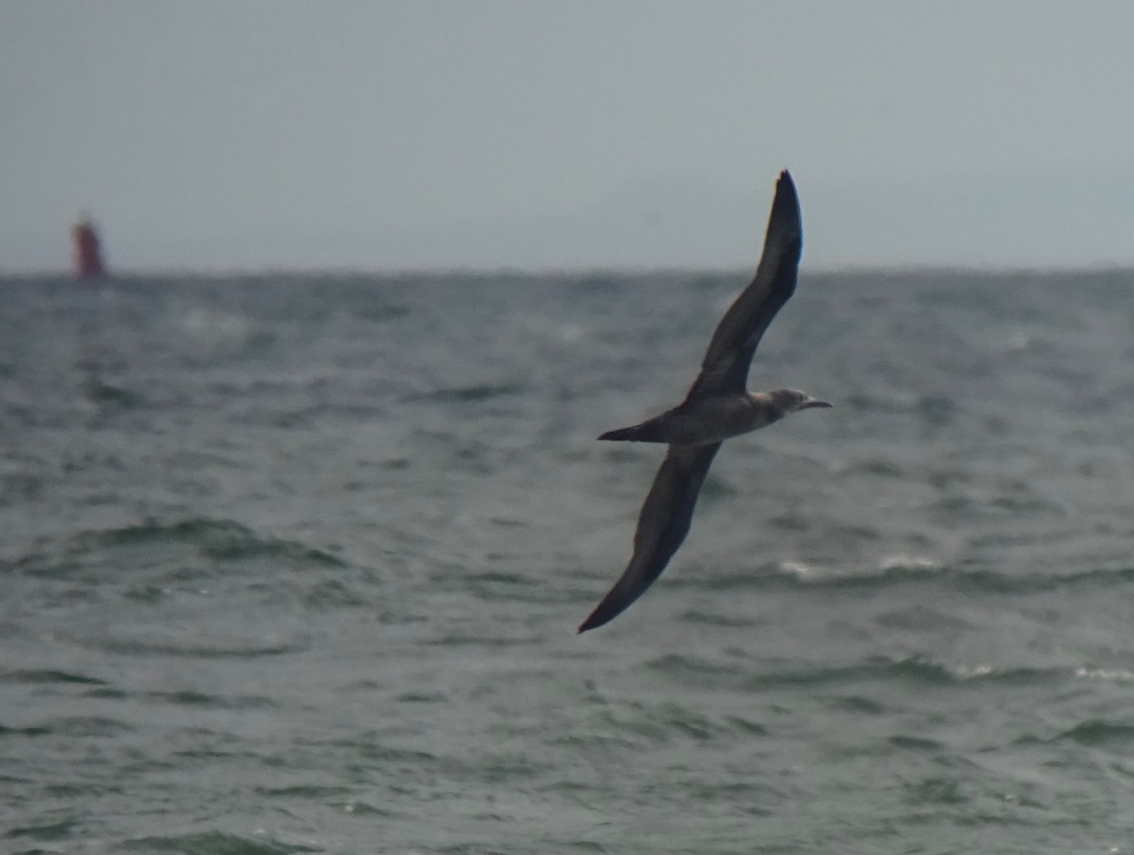 Mains of Usan | Birdingplaces