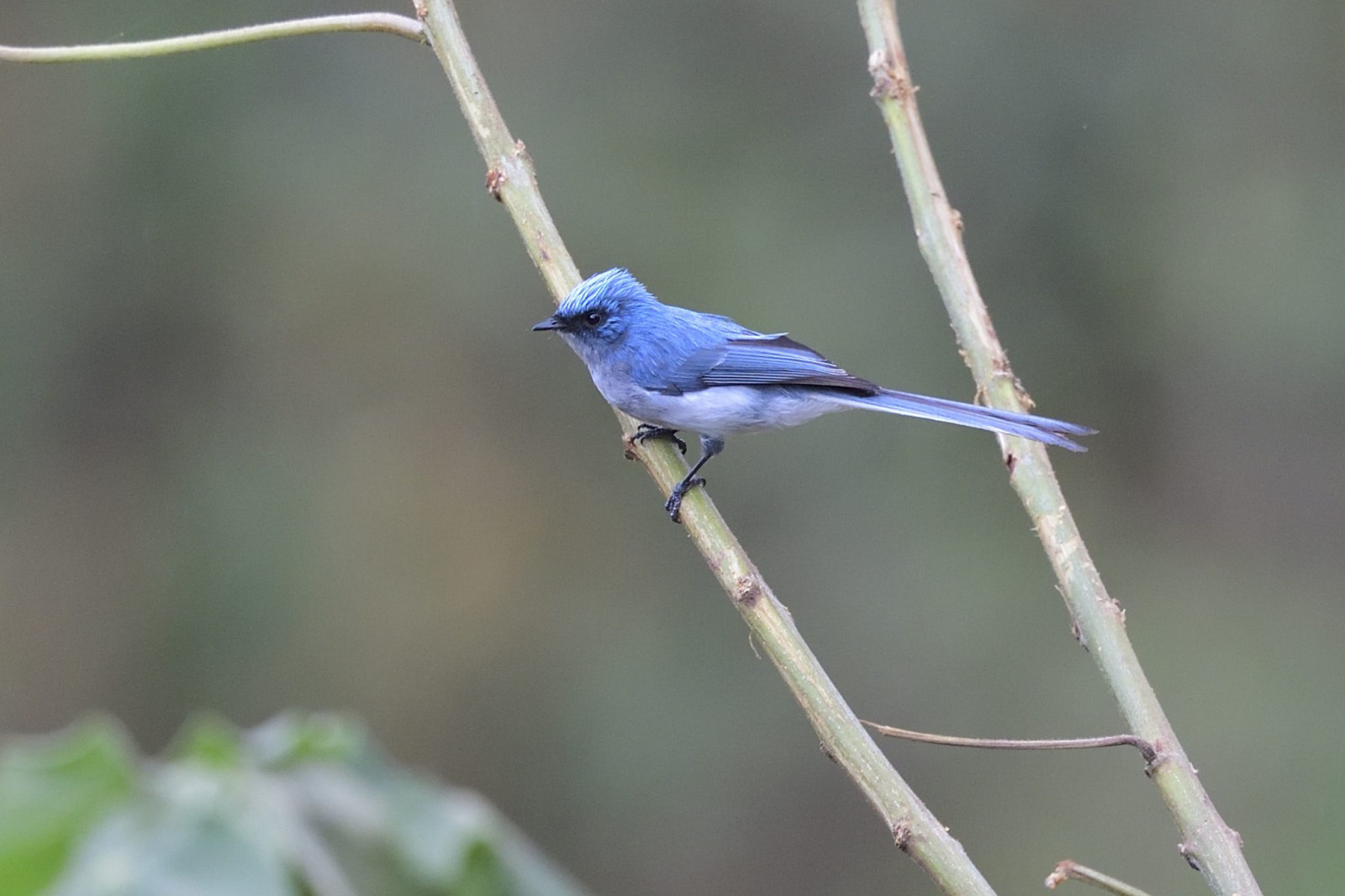 White-tailed Blue Flycatcher (Elminia albicauda) | Birdingplaces