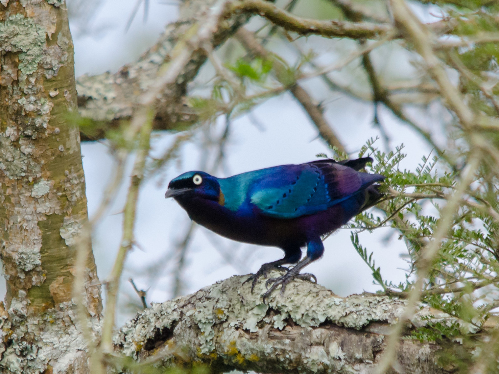 Splendid Starling (Lamprotornis splendidus) | Birdingplaces