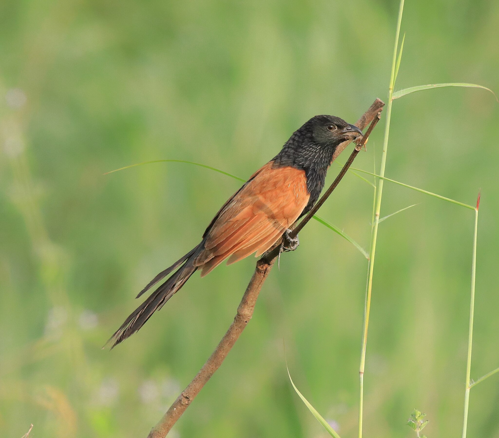 Lesser Coucal (Centropus bengalensis) | Birdingplaces