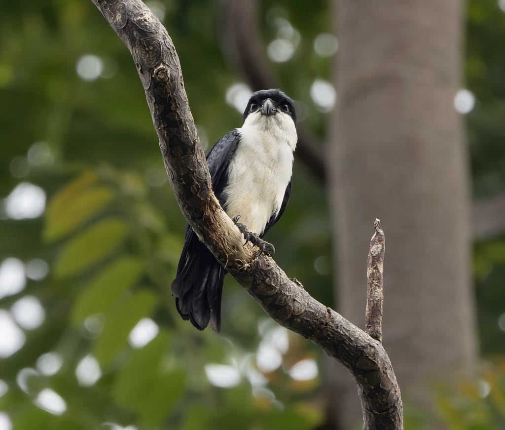 Philippine Falconet (Microhierax erythrogenys) | Birdingplaces
