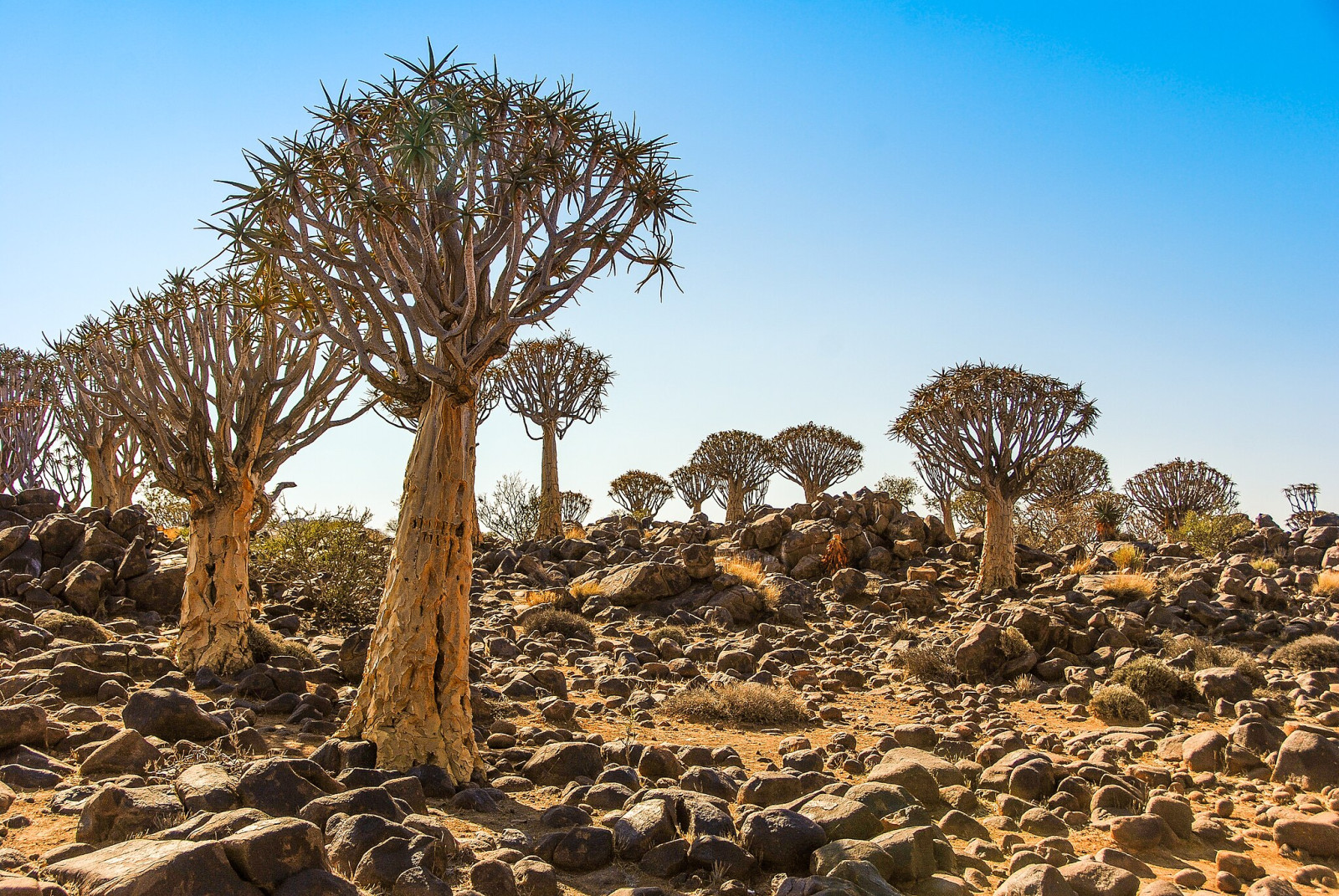 Quiver Tree Forest | Birdingplaces