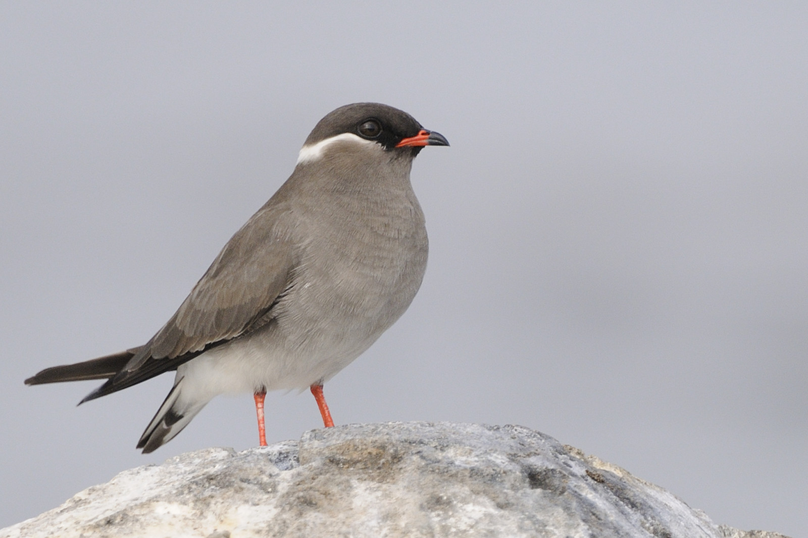 Rock Pratincole (Glareola nuchalis) | Birdingplaces