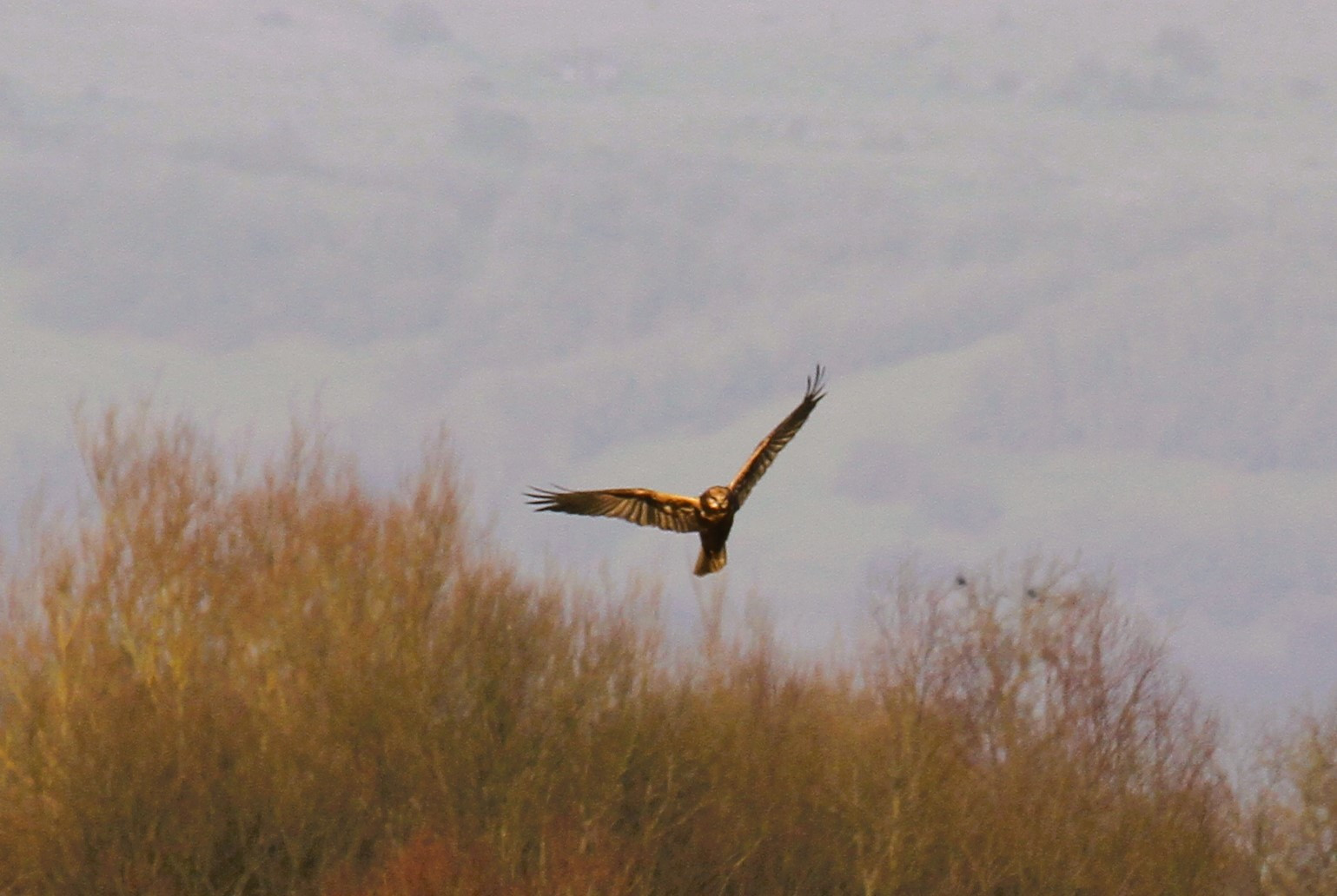Shapwick Heath Nature Reserve | Birdingplaces