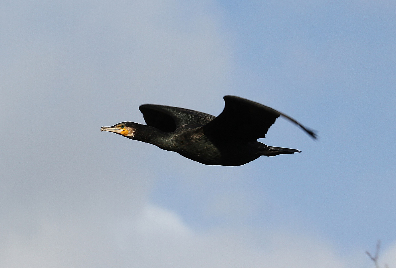 Shapwick Heath Nature Reserve | Birdingplaces