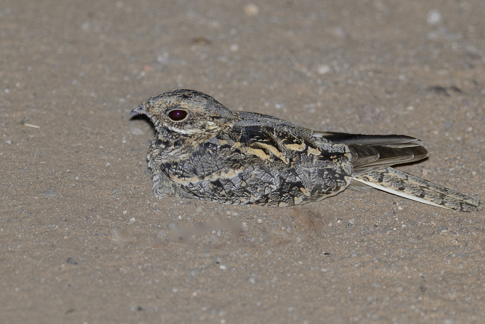 Square-tailed Nightjar (Caprimulgus fossii) | Birdingplaces