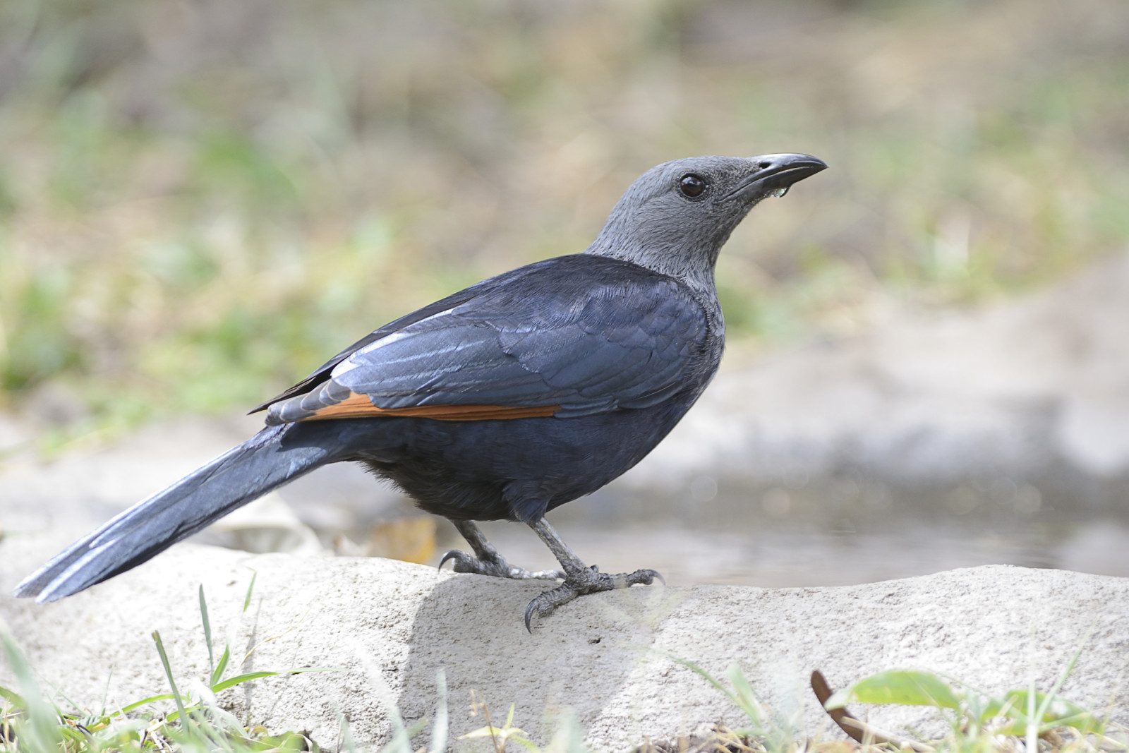 Red-winged Starling (Onychognathus morio) | Birdingplaces