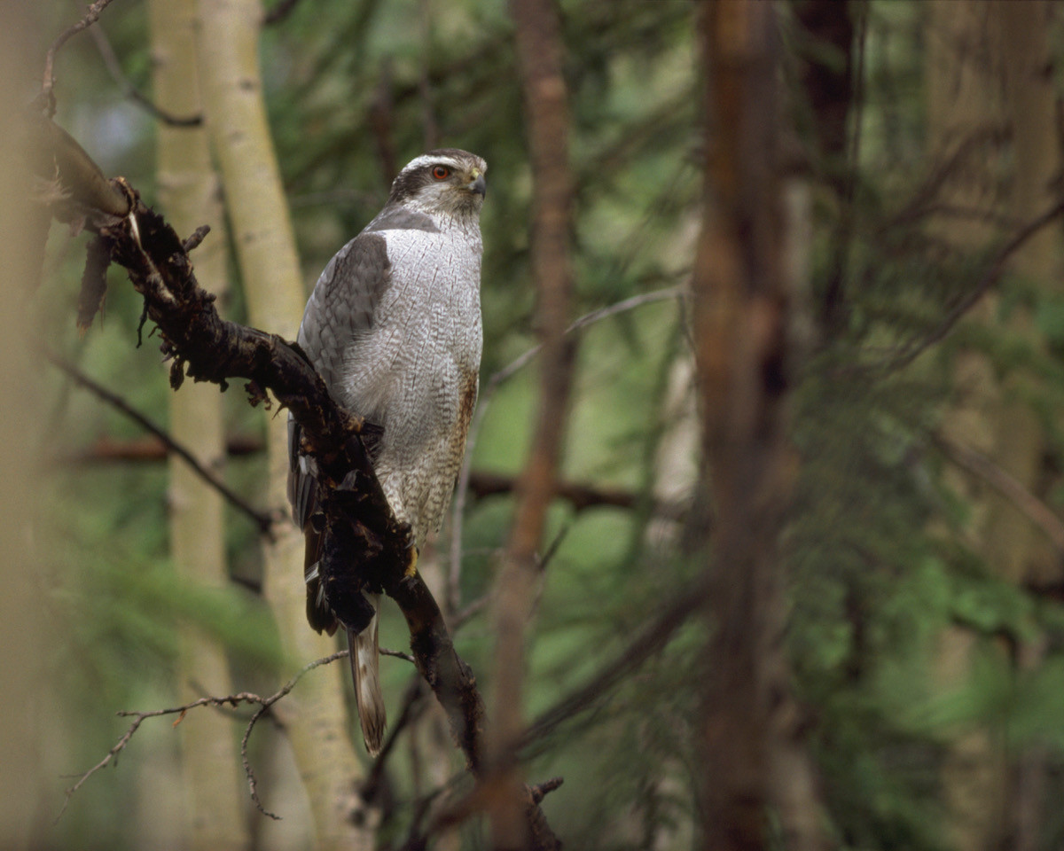 American Goshawk (Accipiter atricapillus) | Birdingplaces
