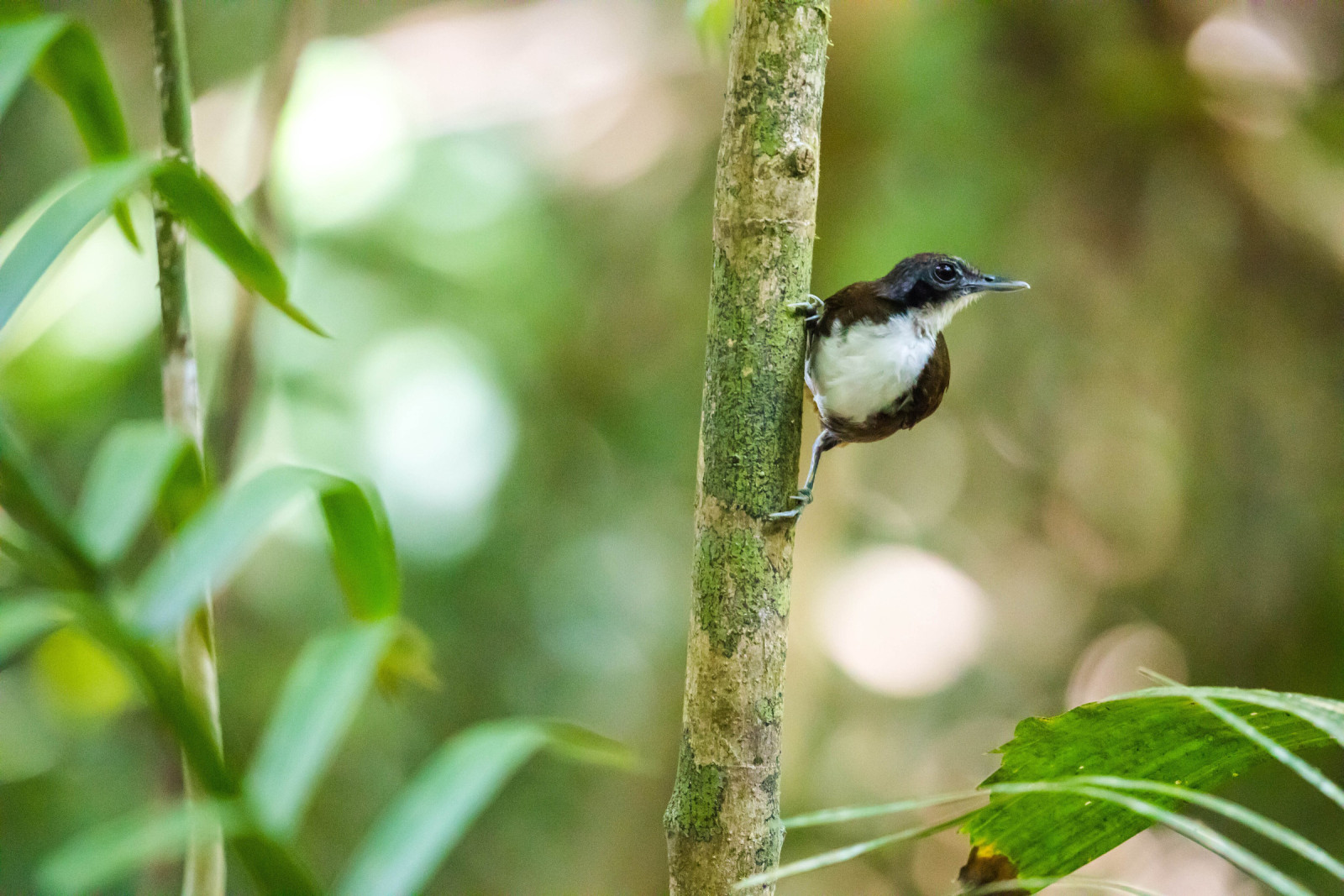 Bicolored Antbird (Gymnopithys bicolor) | Birdingplaces