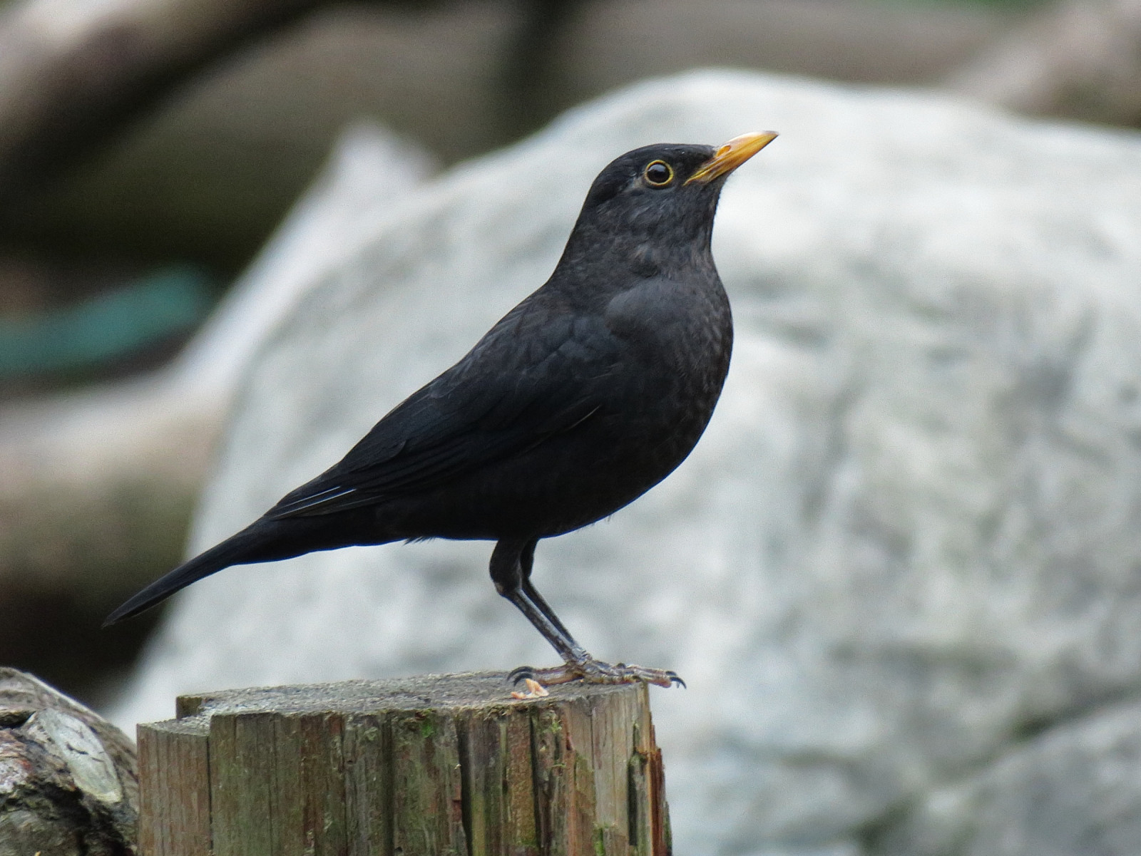 Chinese Blackbird (Turdus mandarinus) | Birdingplaces