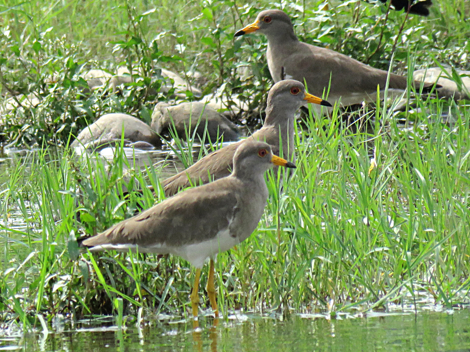 Grey-headed Lapwing (Vanellus cinereus) | Birdingplaces