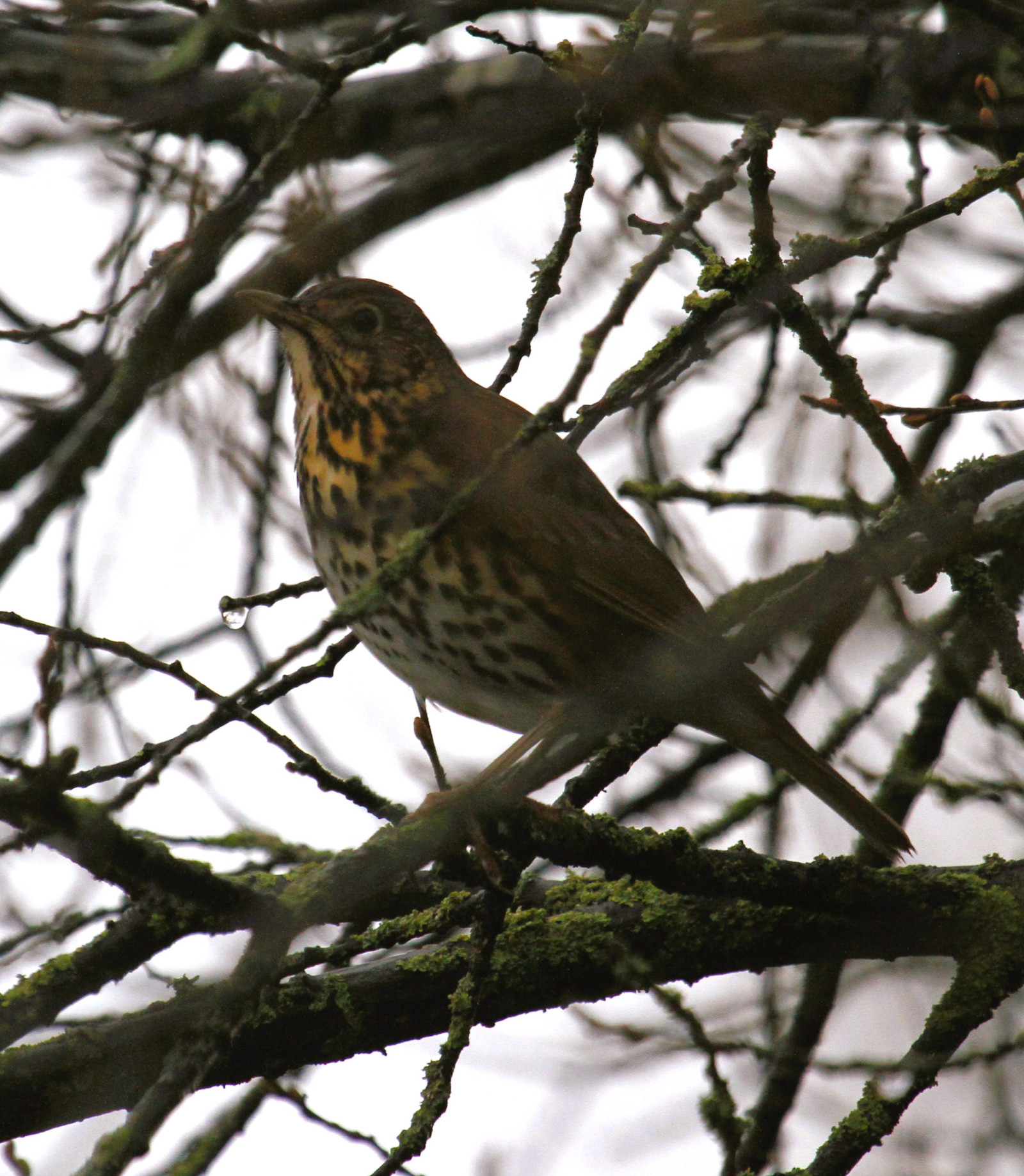 Ham Wall | Birdingplaces