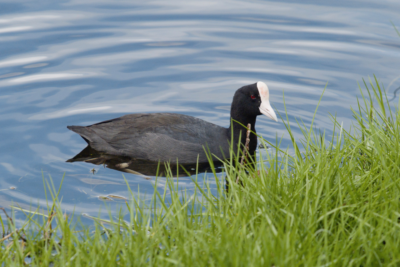 Hawaiian Coot (Fulica alai) | Birdingplaces