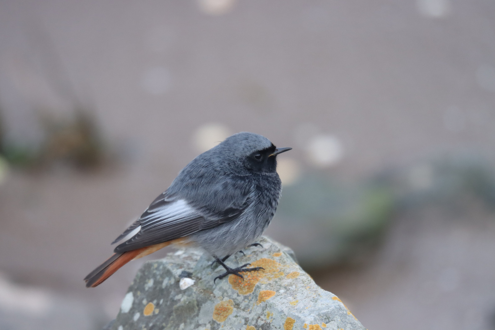 The Skern and Northam Burrows Country Park | Birdingplaces