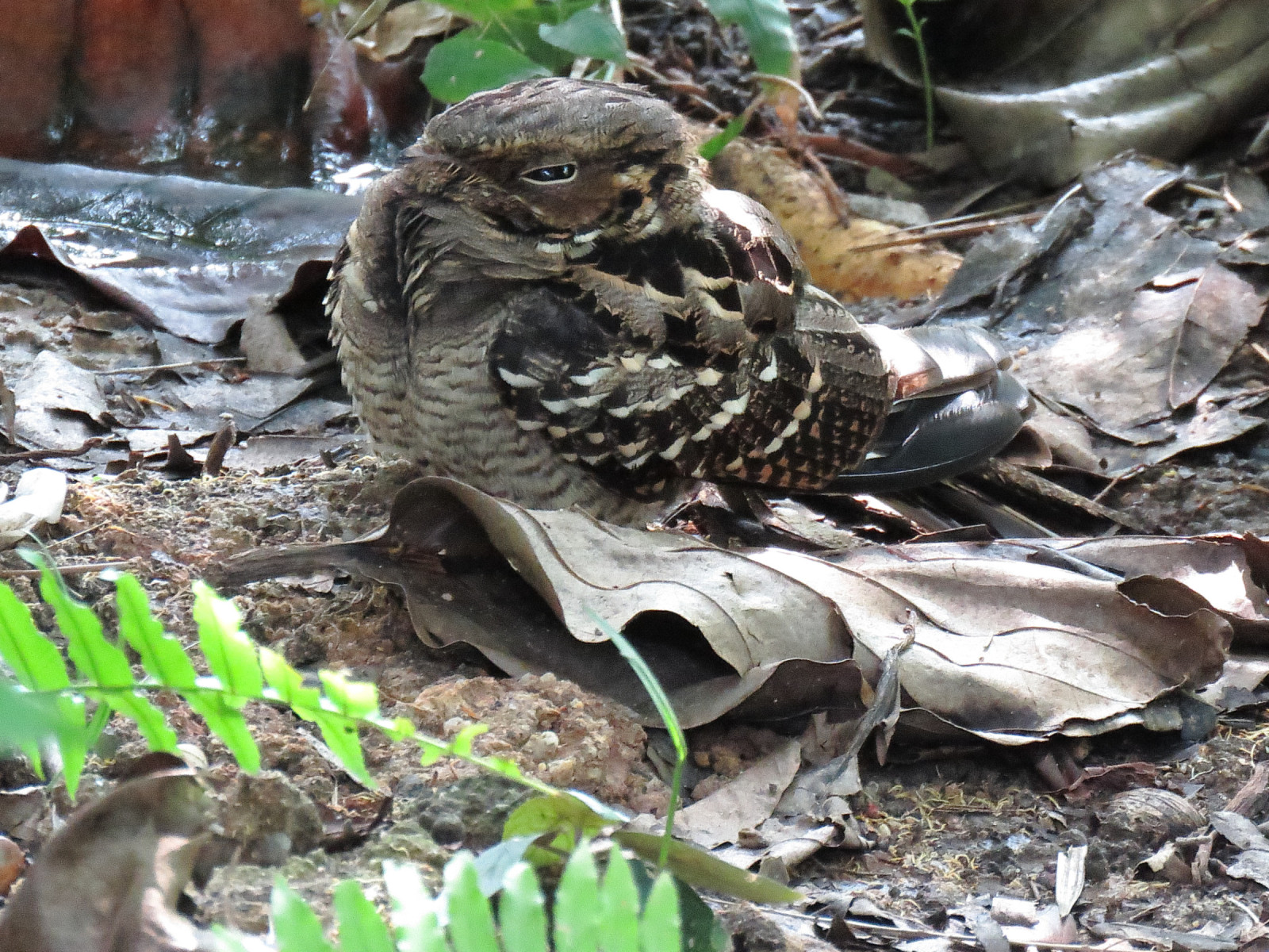 Large-tailed Nightjar (Caprimulgus macrurus) | Birdingplaces