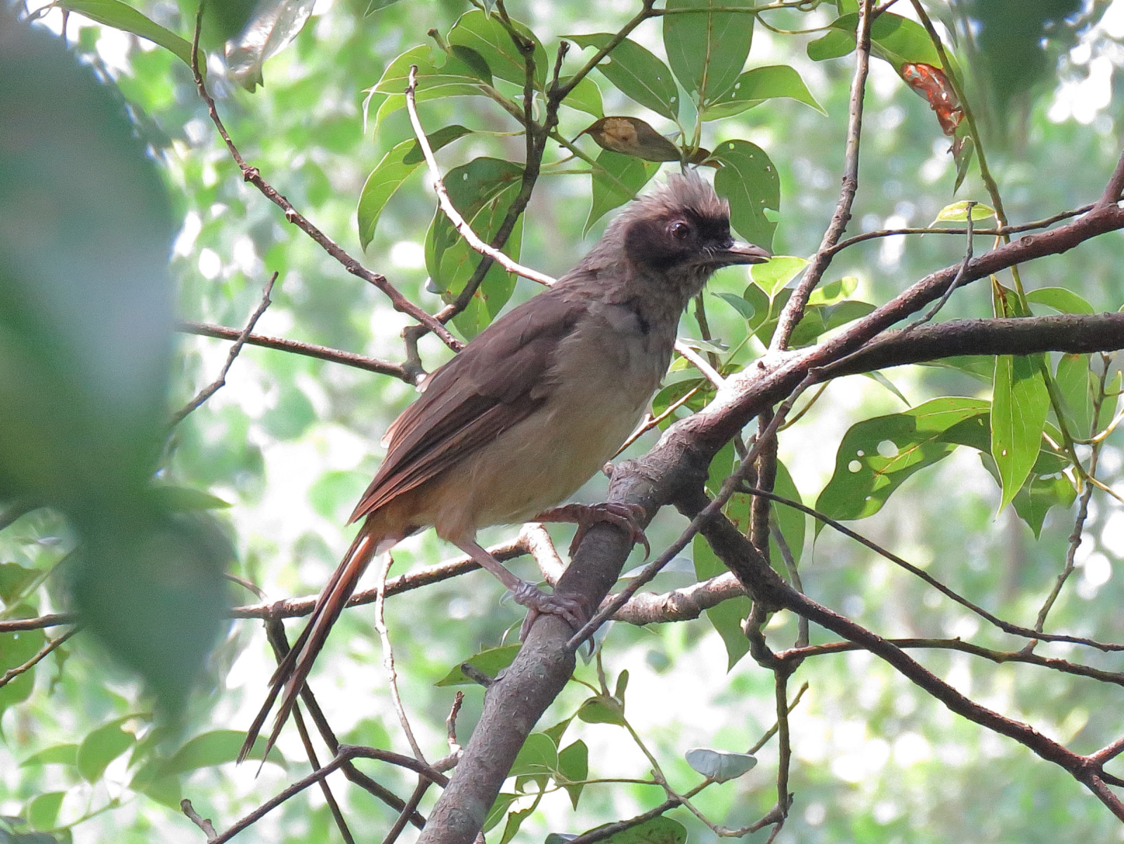 Masked Laughingthrush (Garrulax perspicillatus) | Birdingplaces