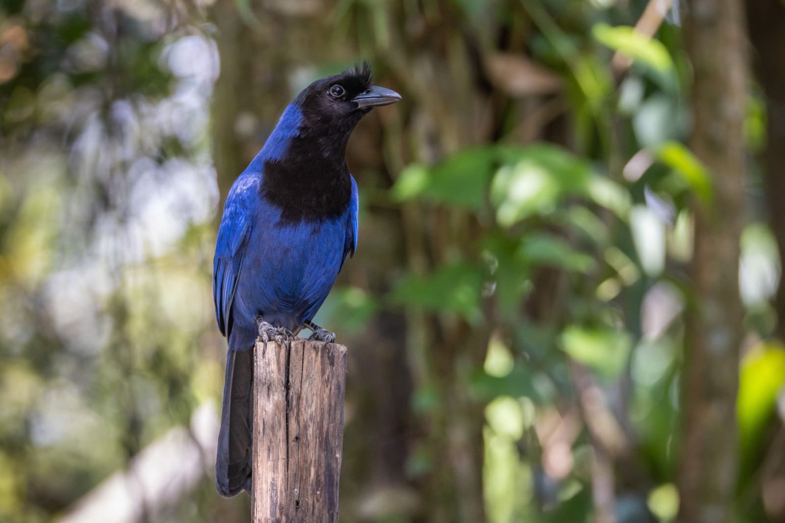 Azure Jay (Cyanocorax caeruleus) | Birdingplaces