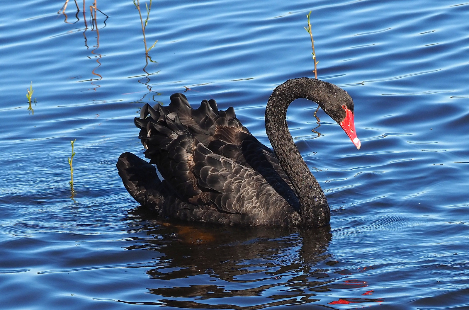 Rowles Lagoon | Birdingplaces