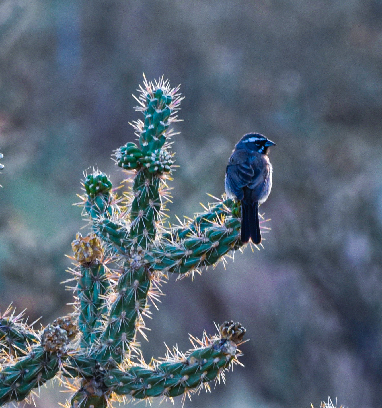 Embudo Canyon | Birdingplaces