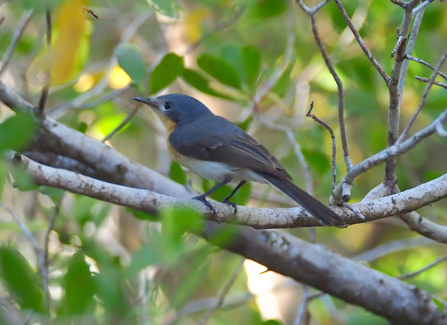 East Point Mangrove Boardwalk | Birdingplaces