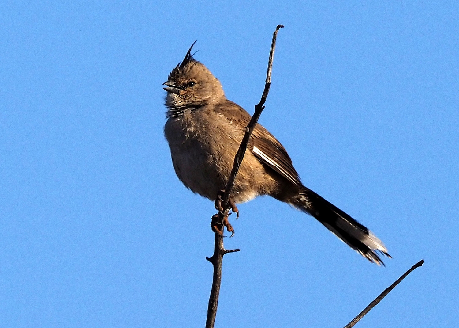 Chiming Wedgebill (Psophodes occidentalis) | Birdingplaces