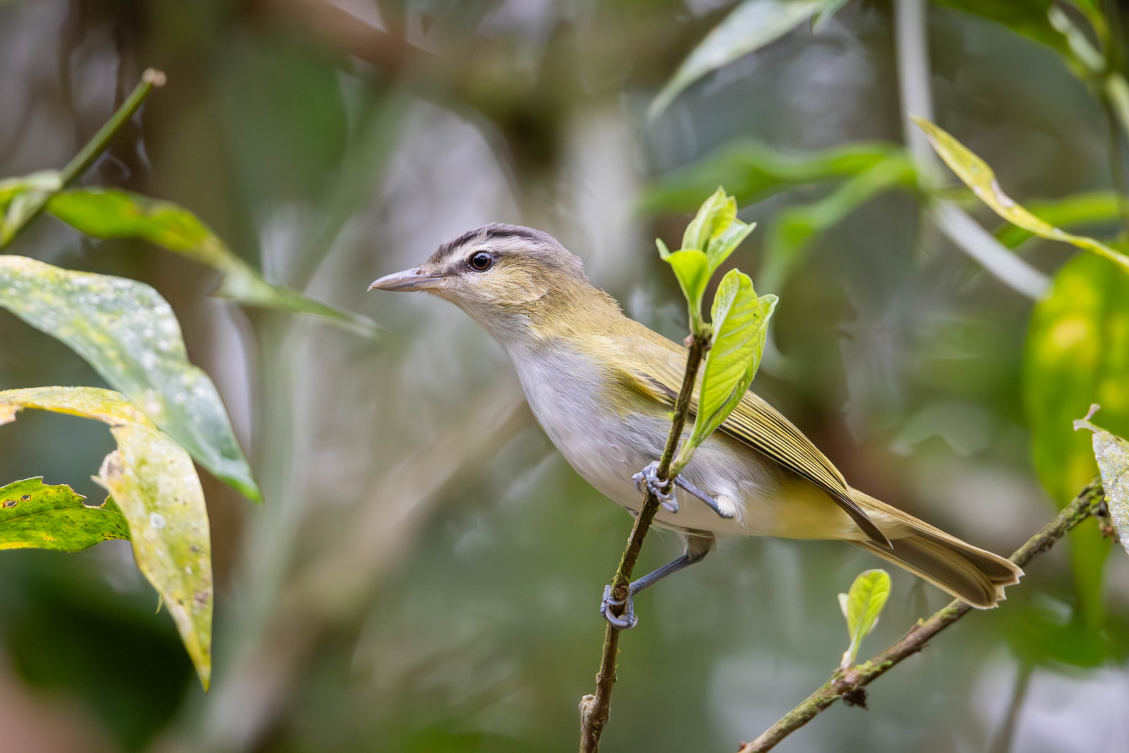 Chivi Vireo (Vireo chivi) | Birdingplaces