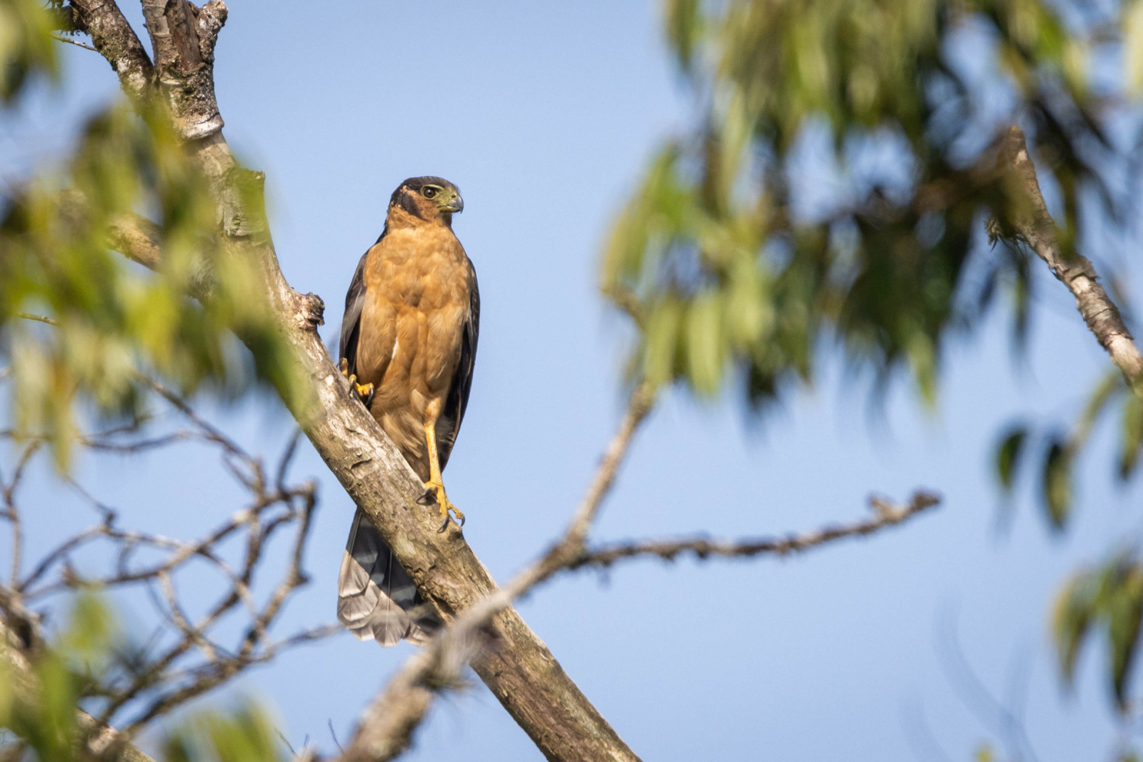 Collared Forest-Falcon (Micrastur semitorquatus) | Birdingplaces