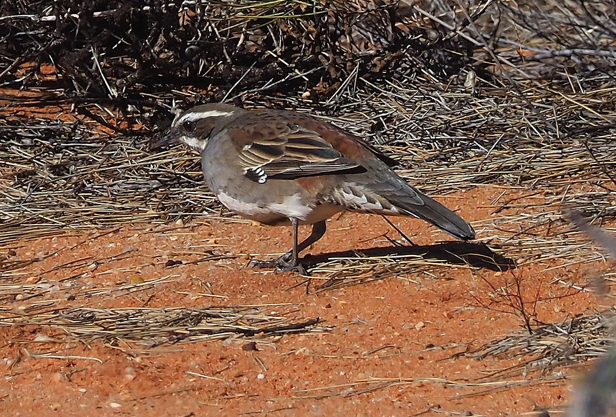 Copperback Quail-thrush (Cinclosoma clarum) | Birdingplaces