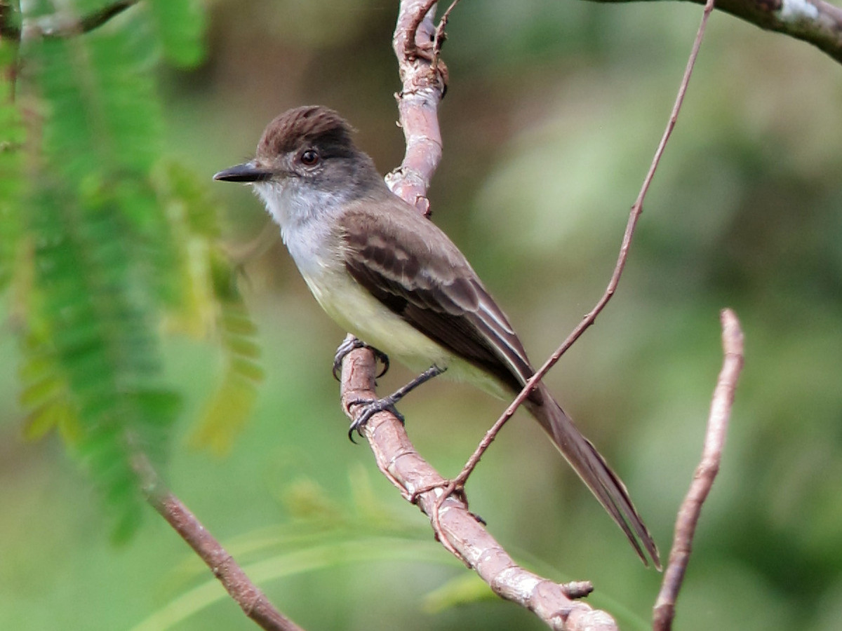Dusky-capped Flycatcher (Myiarchus tuberculifer) | Birdingplaces