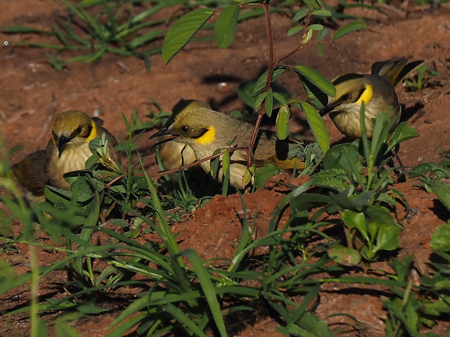 Grey-fronted Honeyeater (Ptilotula plumula) | Birdingplaces