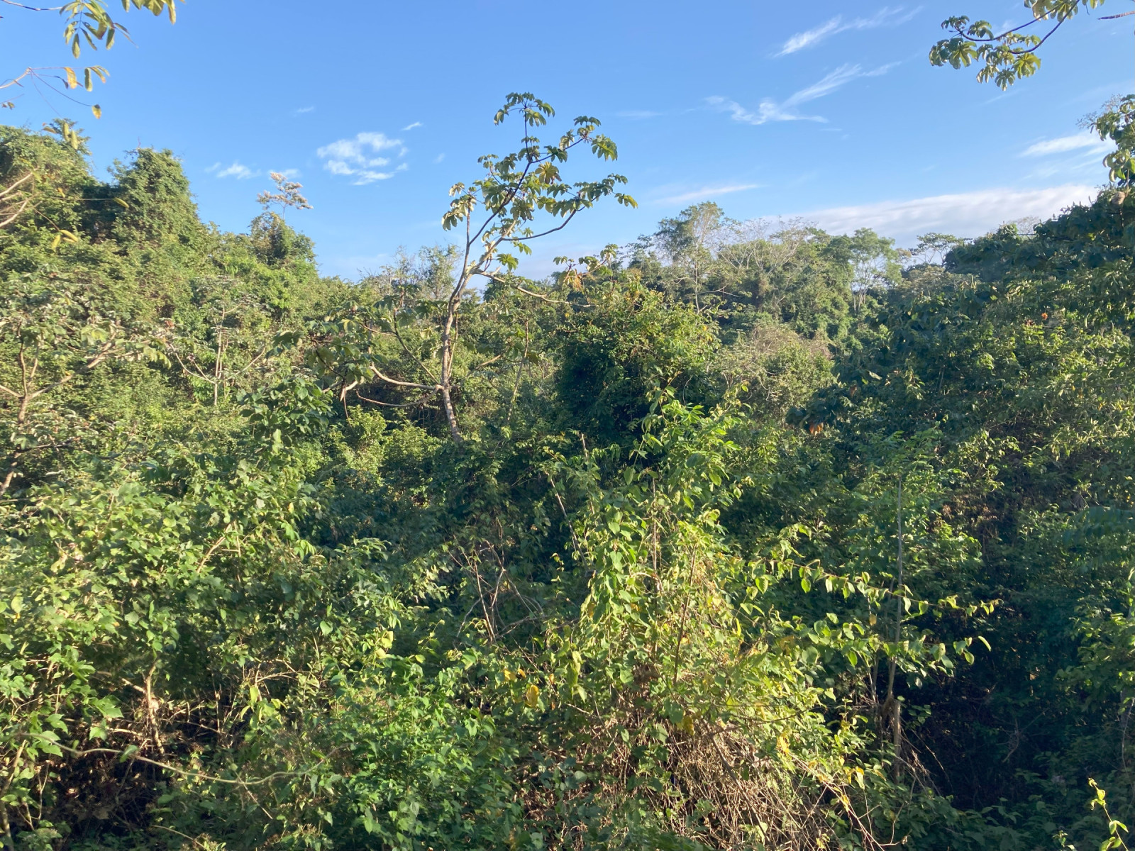 Howler Monkey Road | Birdingplaces