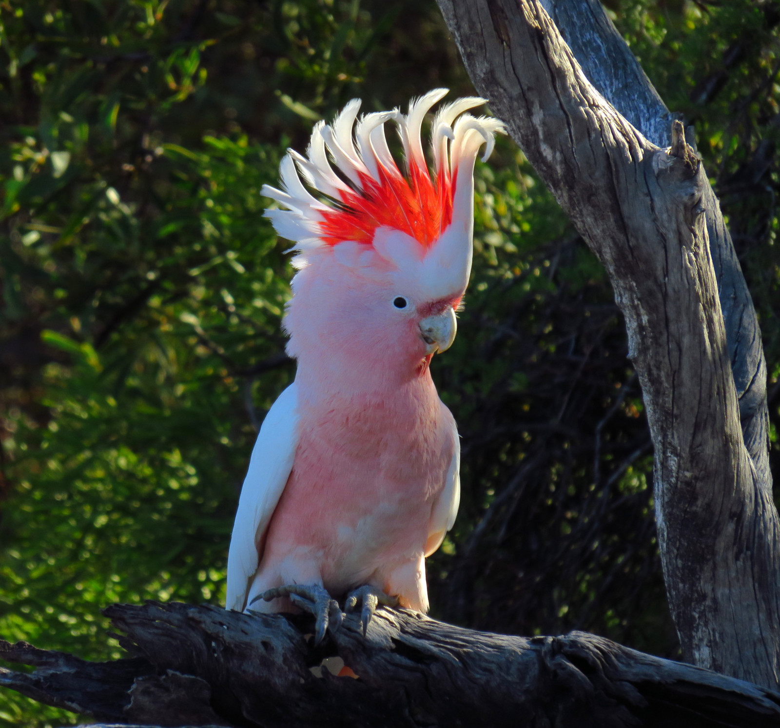 Eyre Bird Observatory | Birdingplaces