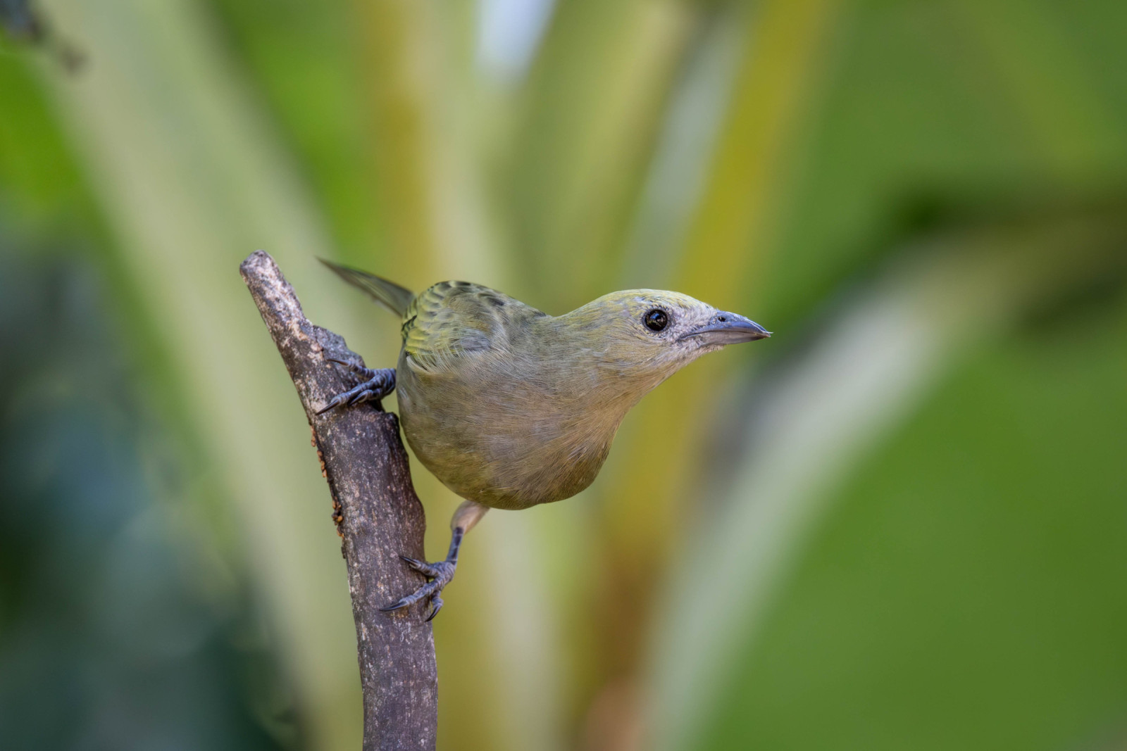 Palm Tanager (Thraupis palmarum) | Birdingplaces