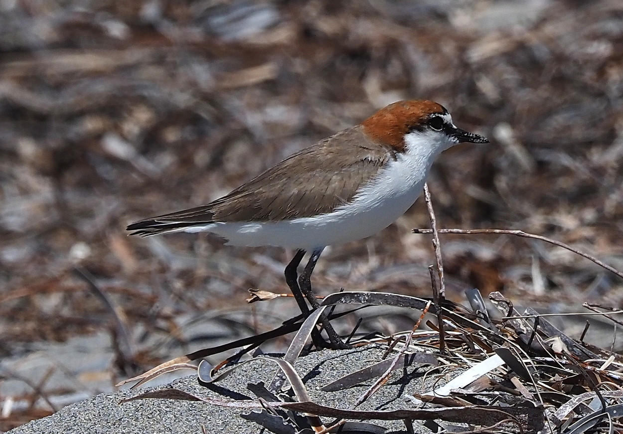 Port Kennedy - Long Point | Birdingplaces