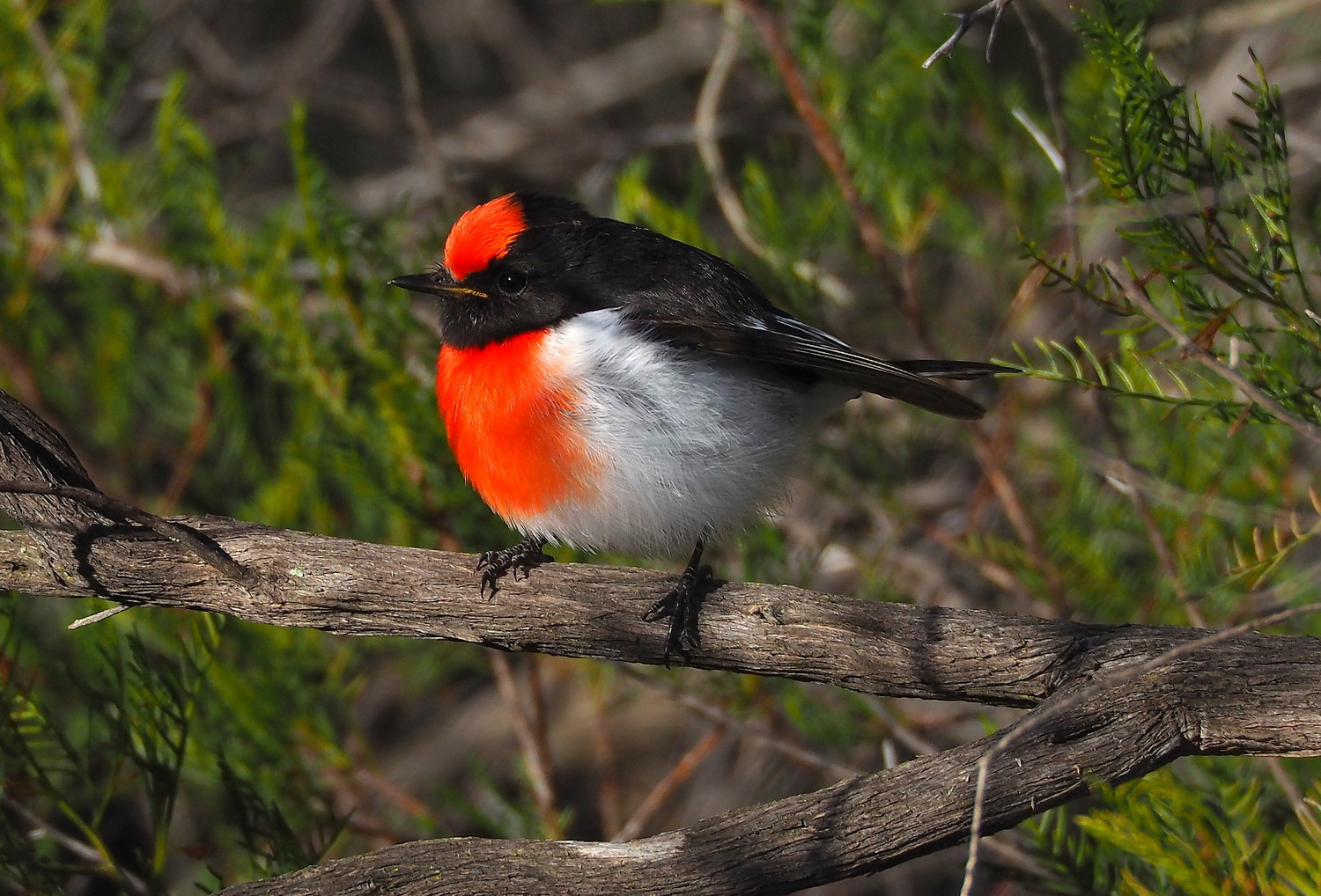 The Granites | Birdingplaces