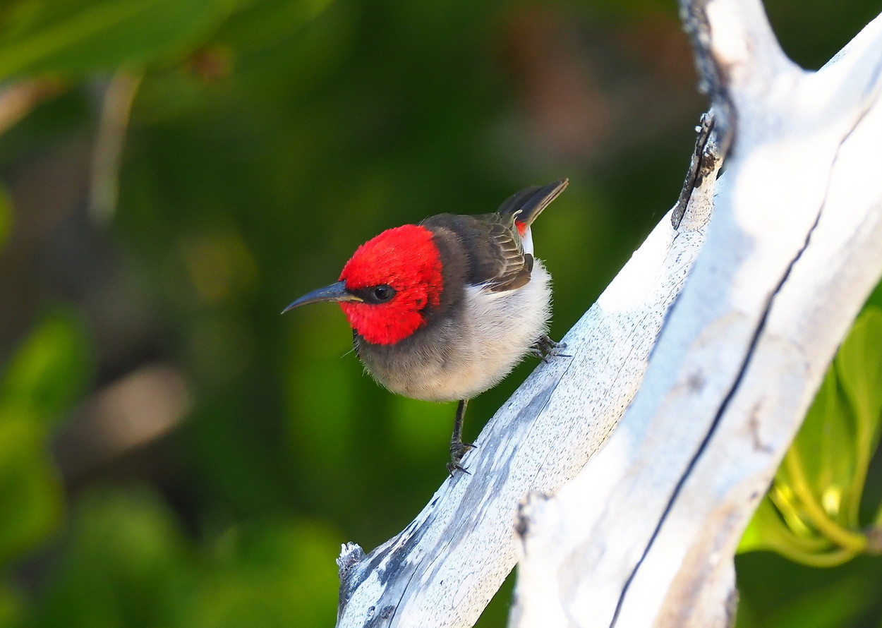 East Point Mangrove Boardwalk | Birdingplaces